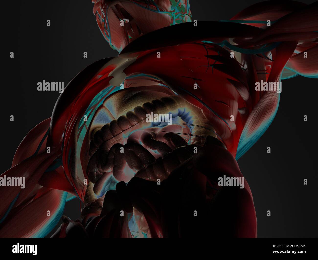 Human anatomy body concept art, 3d illustration Stock Photo - Alamy