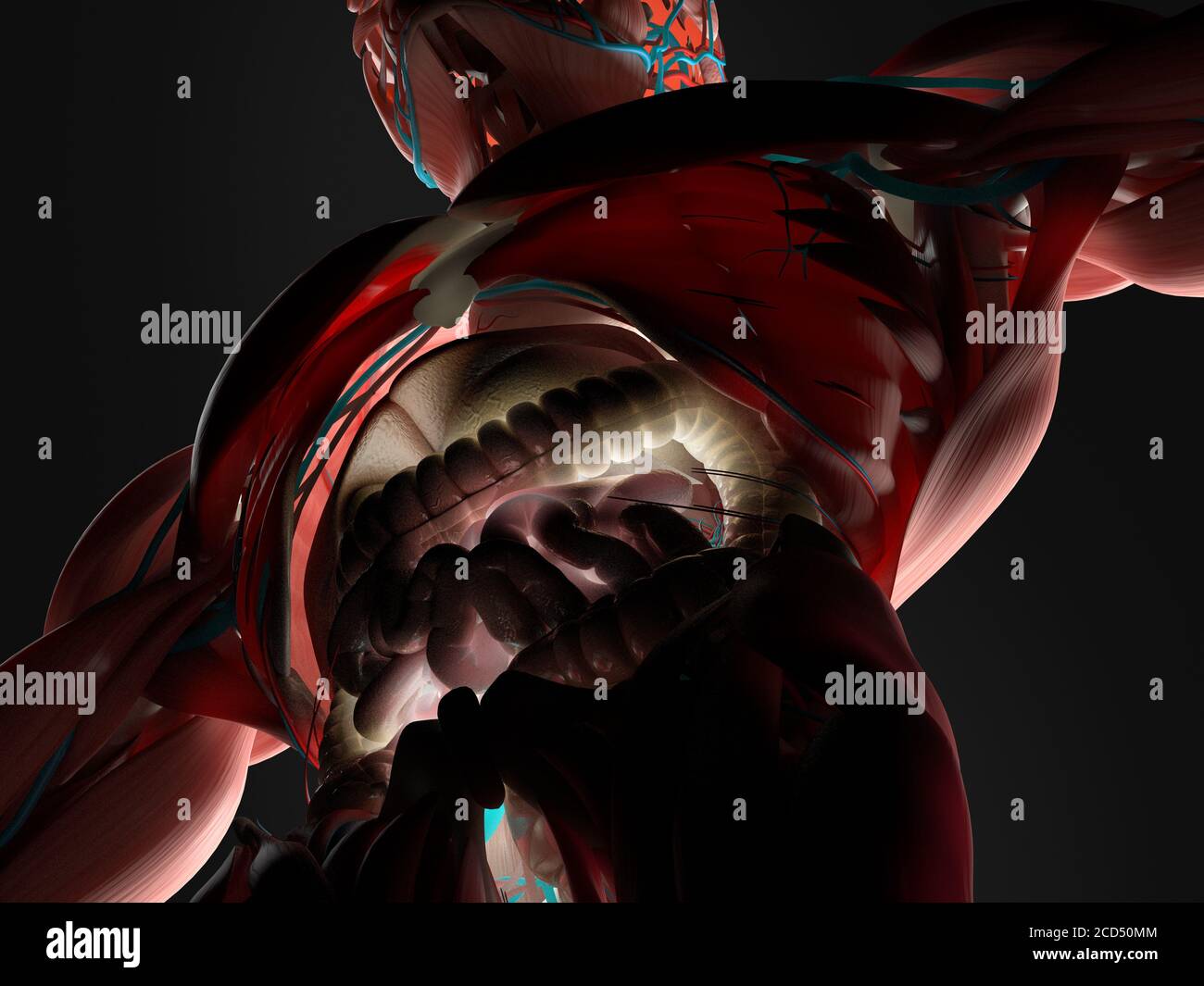 Human anatomy body concept art, 3d illustration Stock Photo - Alamy