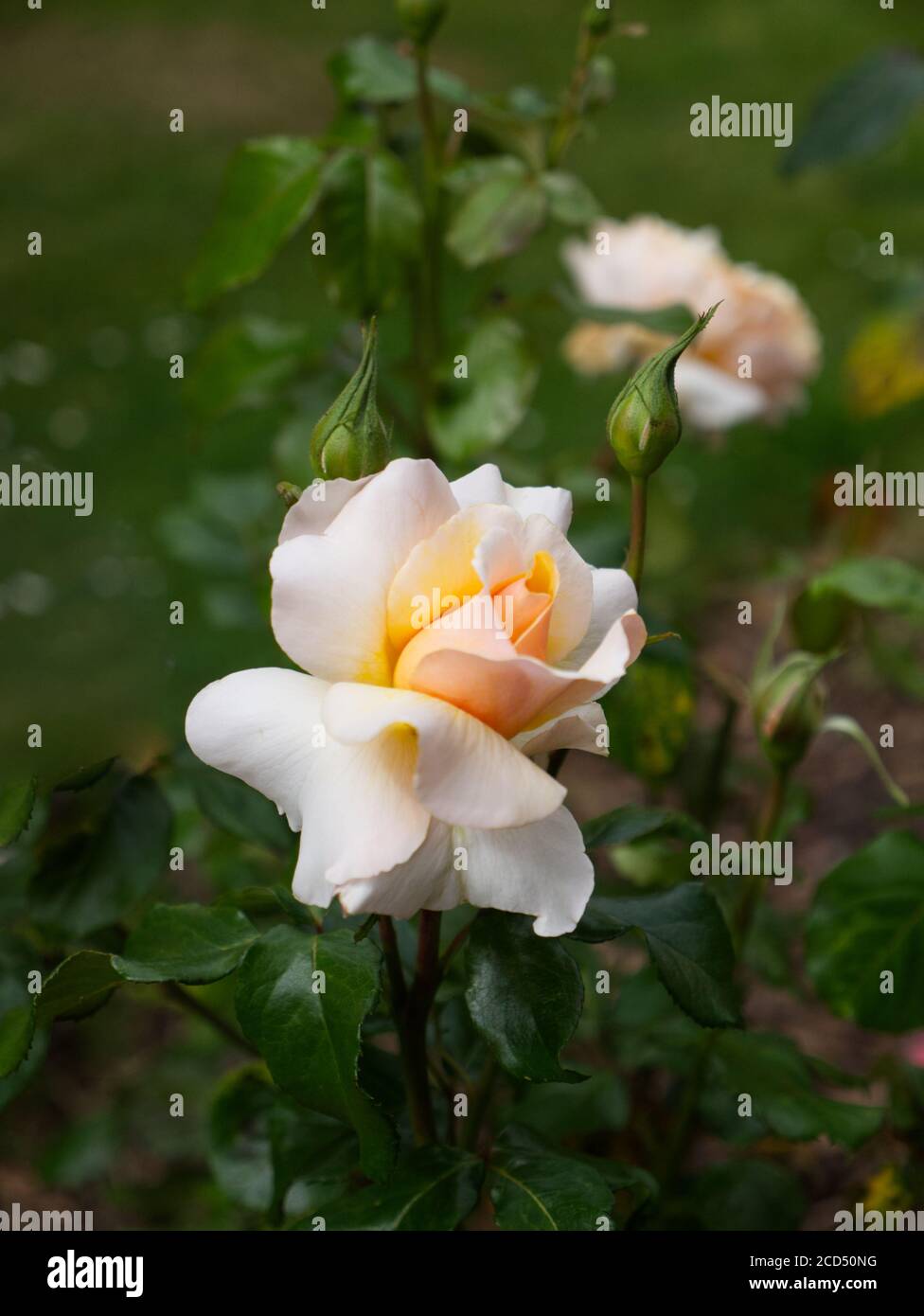 Rosa Hybrida, Roses, White and Peach Tea Roses. Bridal. Hoop Lane ...