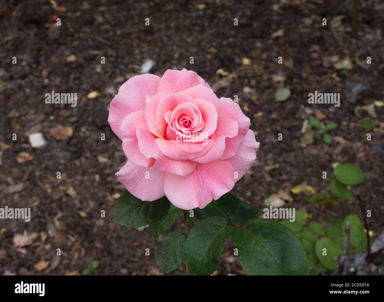Rosa Chinensis. China Roses. Pink Rose petals. Pink & Orange petals ...
