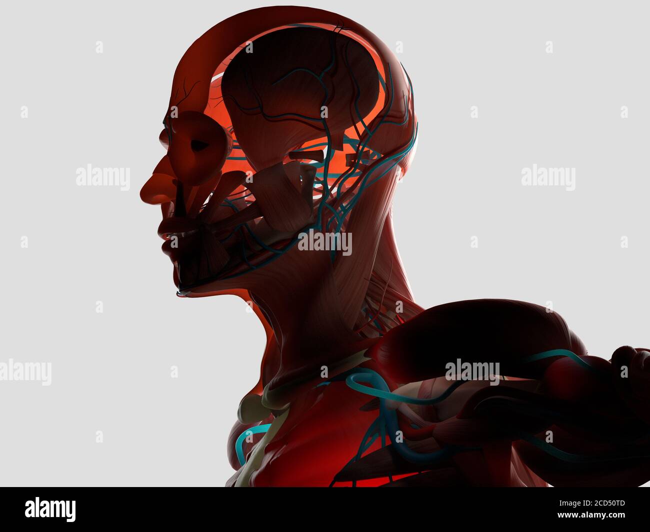 Human anatomy body concept art, 3d illustration Stock Photo - Alamy