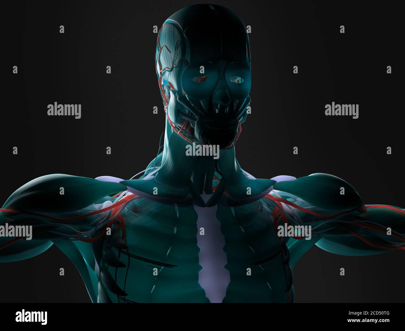 Human anatomy body concept art, 3d illustration Stock Photo - Alamy