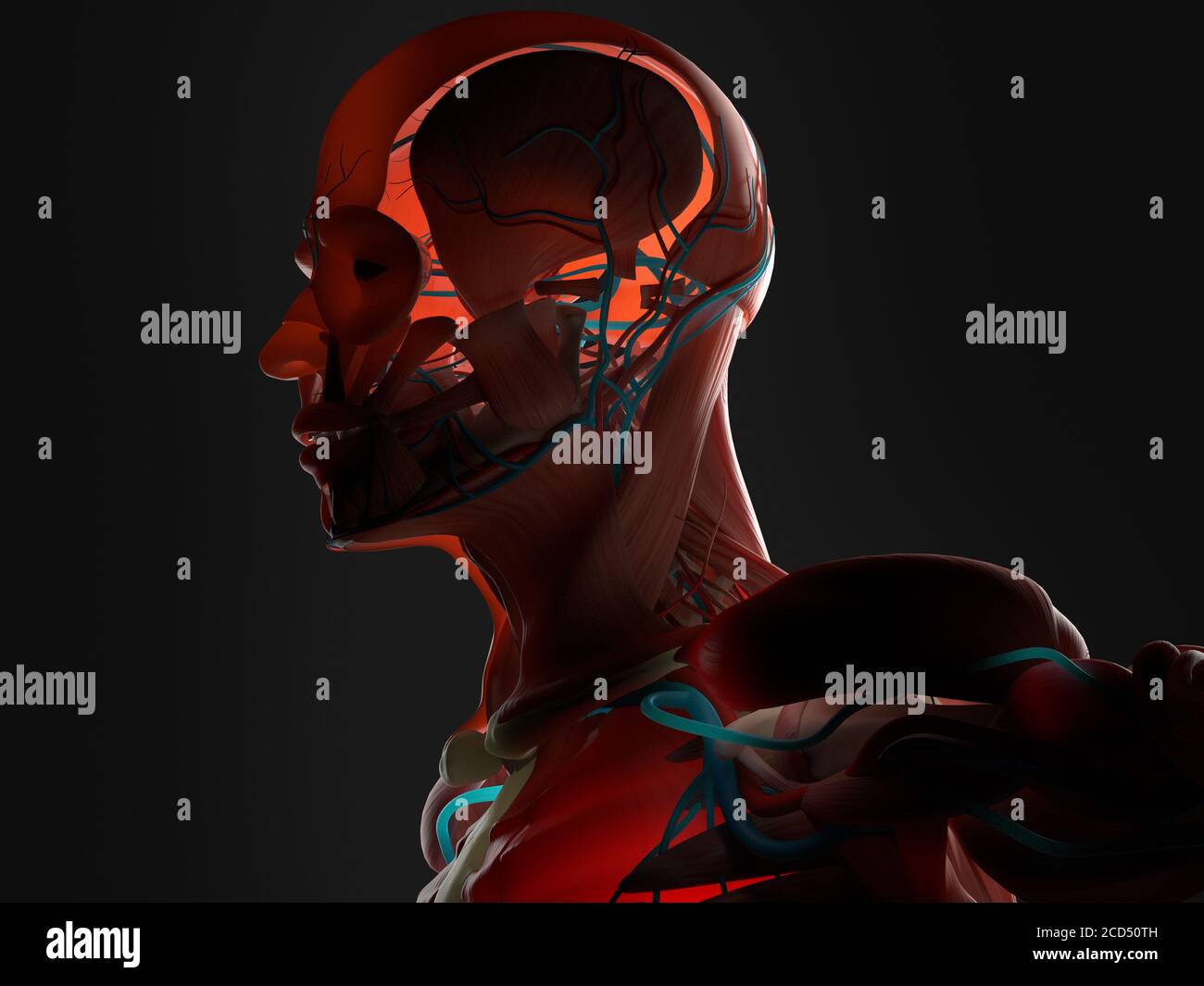 Human anatomy body concept art, 3d illustration Stock Photo - Alamy