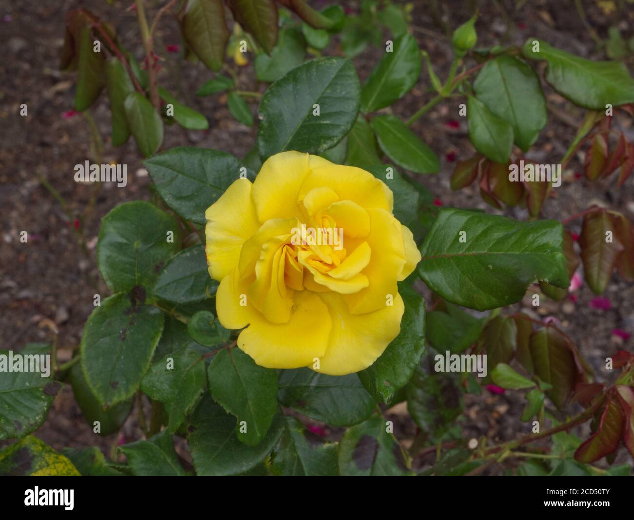 Yellow Tea Roses. Rosa Hybrida. Romantic Roses.Hoop Lane Crematorium ...