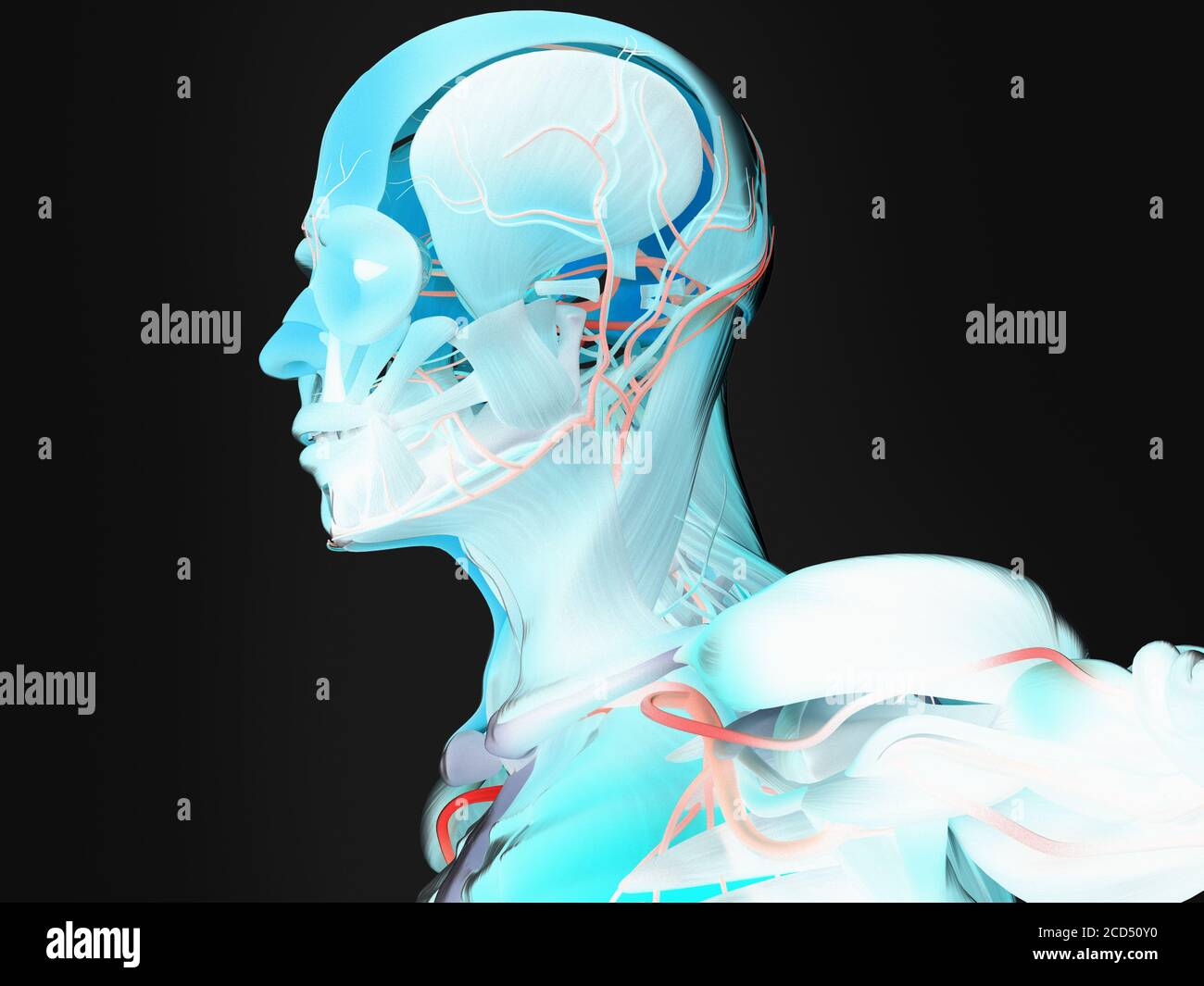 Human anatomy body concept art, 3d illustration Stock Photo - Alamy