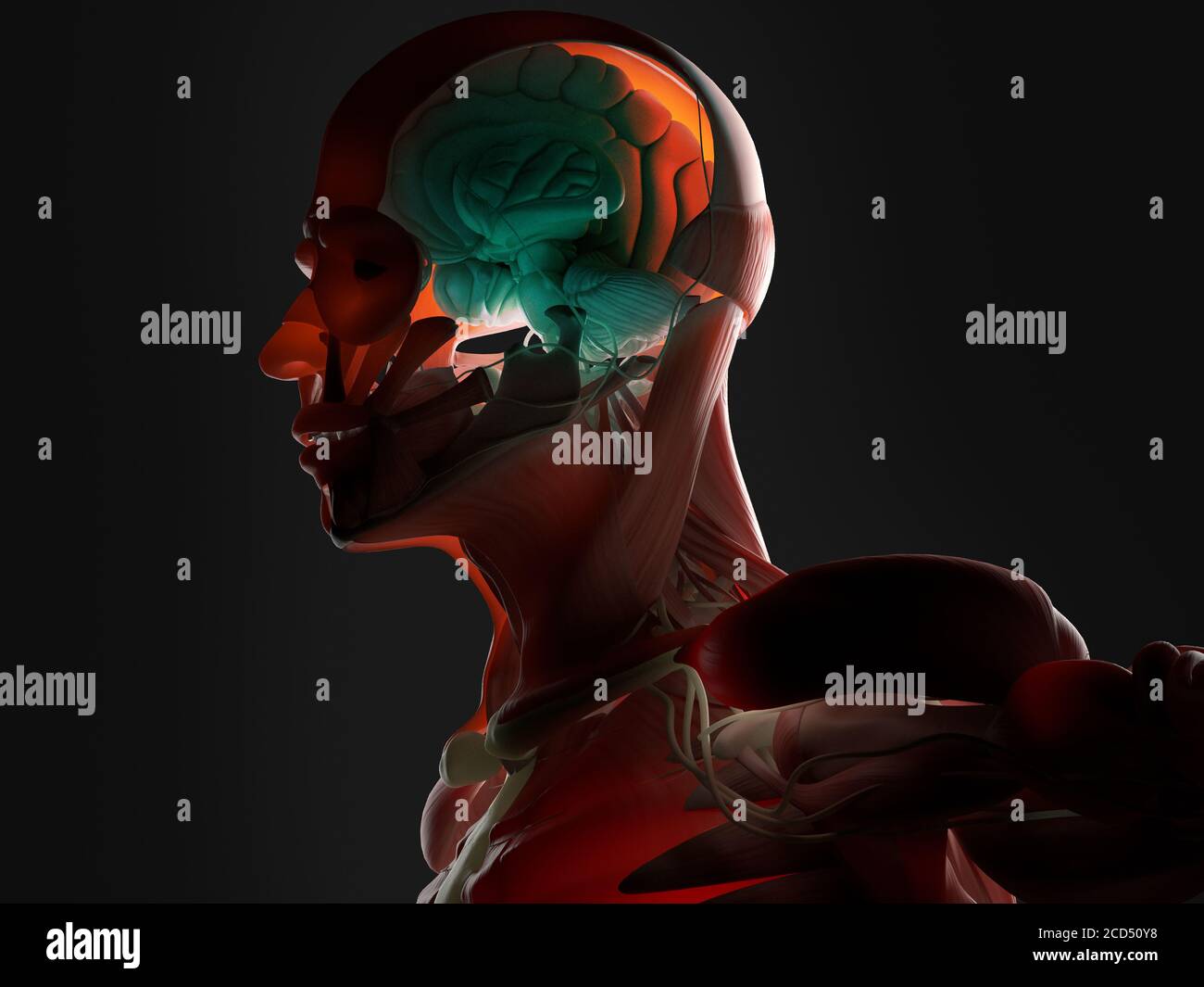 Human anatomy body concept art, 3d illustration Stock Photo - Alamy