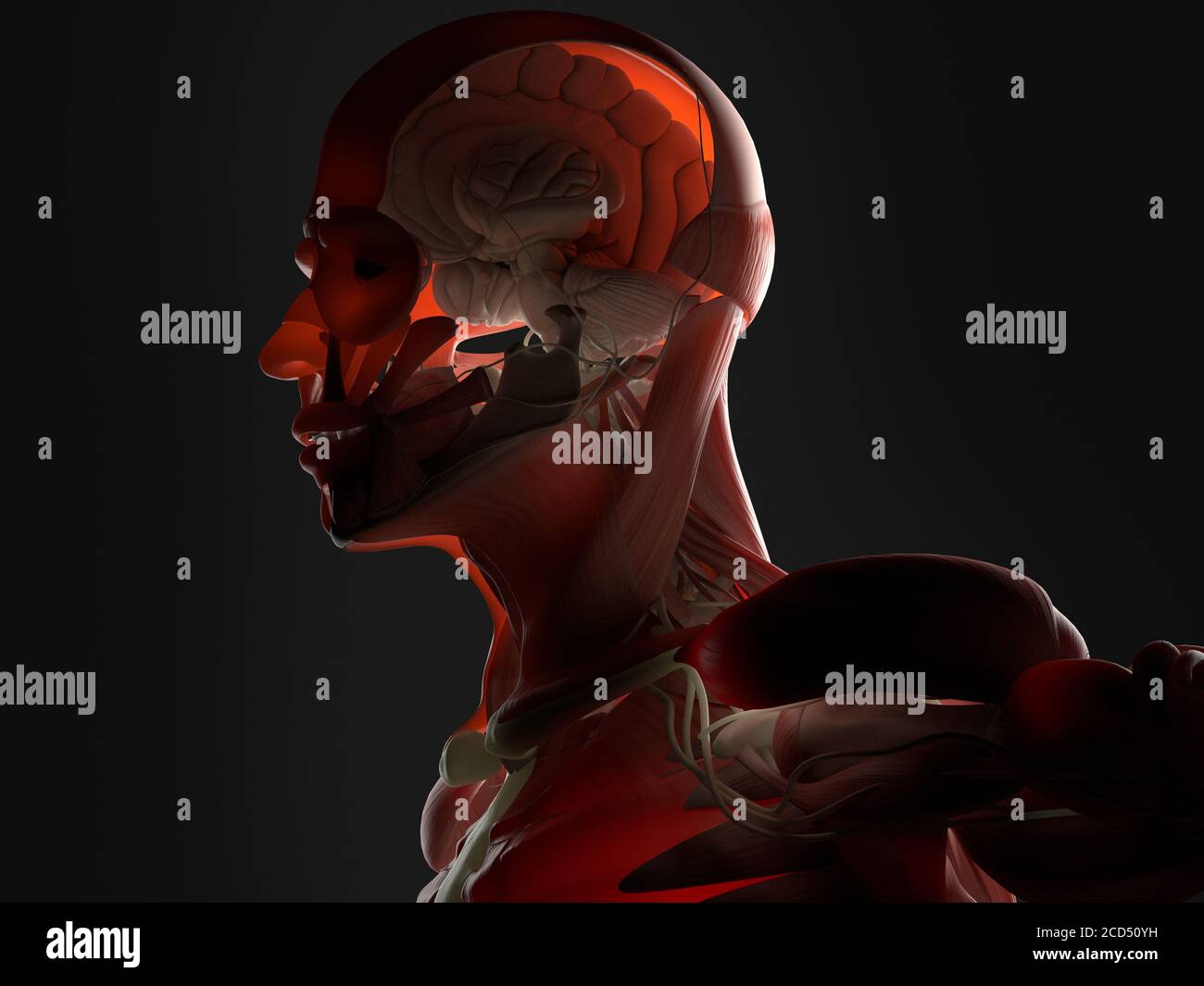 Human anatomy body concept art, 3d illustration Stock Photo - Alamy