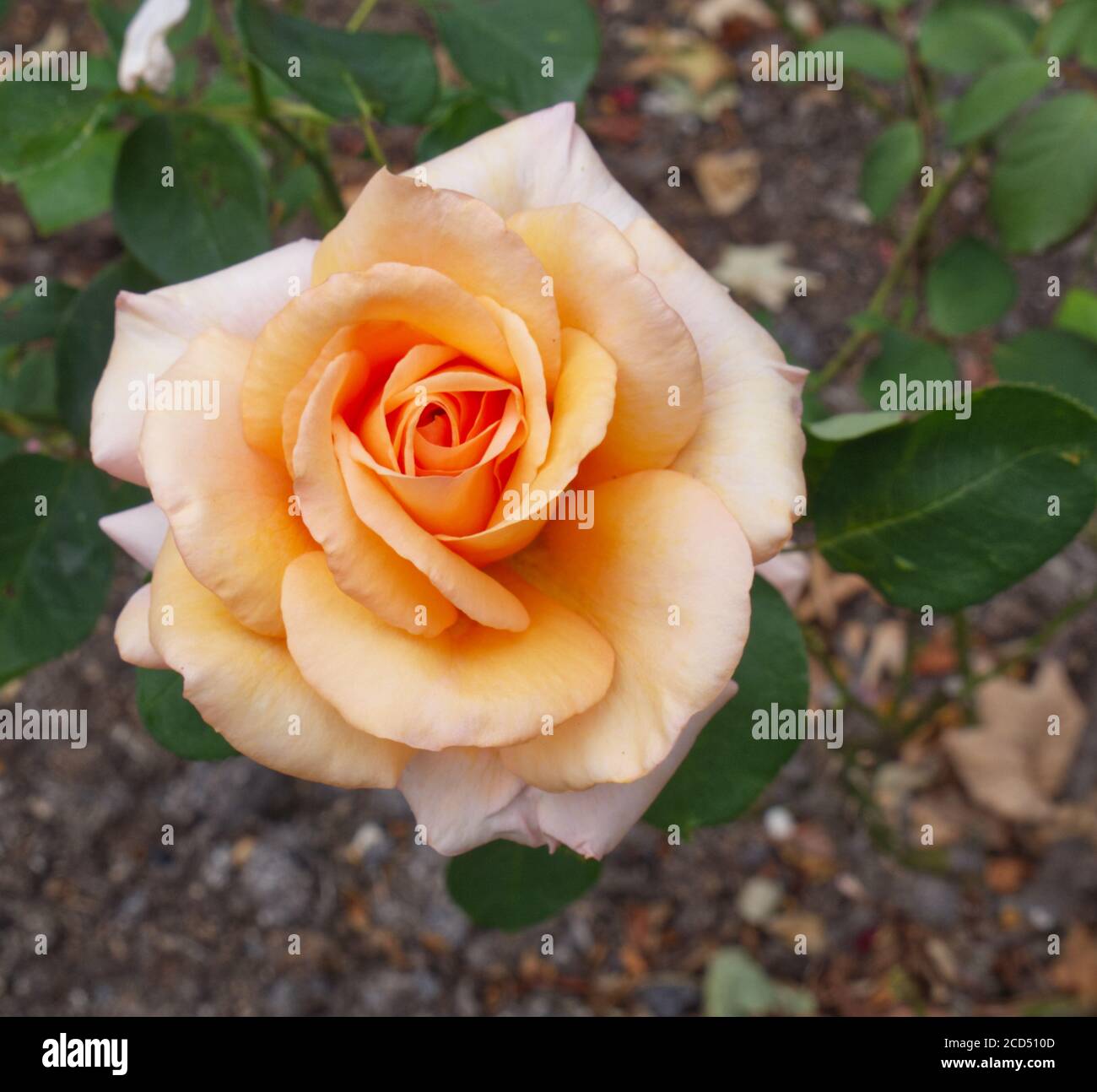 Rosa Hybrida, Roses, White and Peach Tea Roses. Bridal. Hoop Lane ...