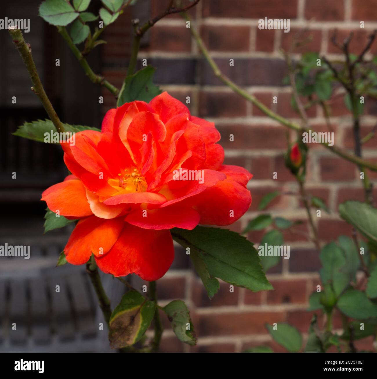 Rosa Hybrida, Roses. Red Tea Rose. Tea Rose. Rose Buds. Hoop Lane ...