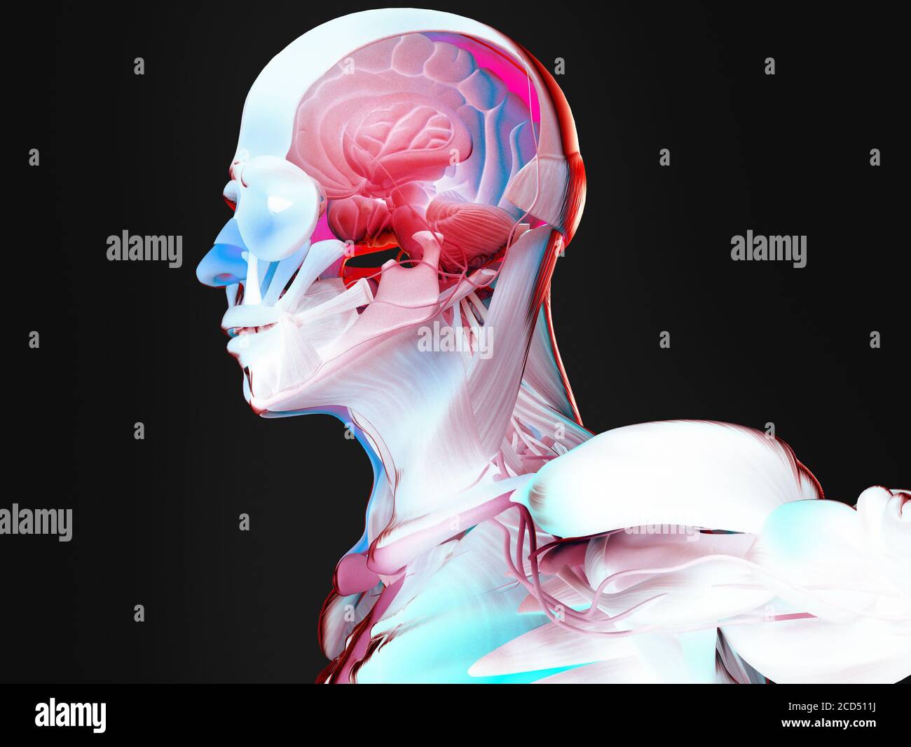 Human anatomy body concept art, 3d illustration Stock Photo - Alamy