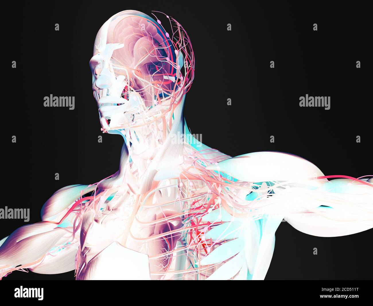 Human anatomy body concept art, 3d illustration Stock Photo - Alamy