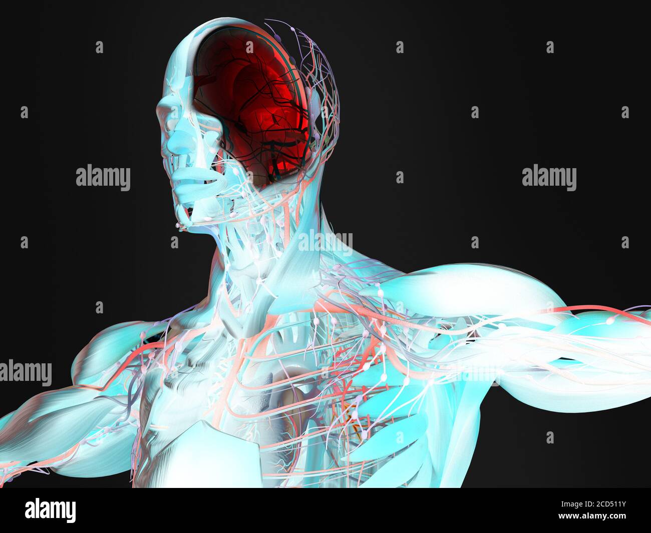 Human anatomy body concept art, 3d illustration Stock Photo - Alamy