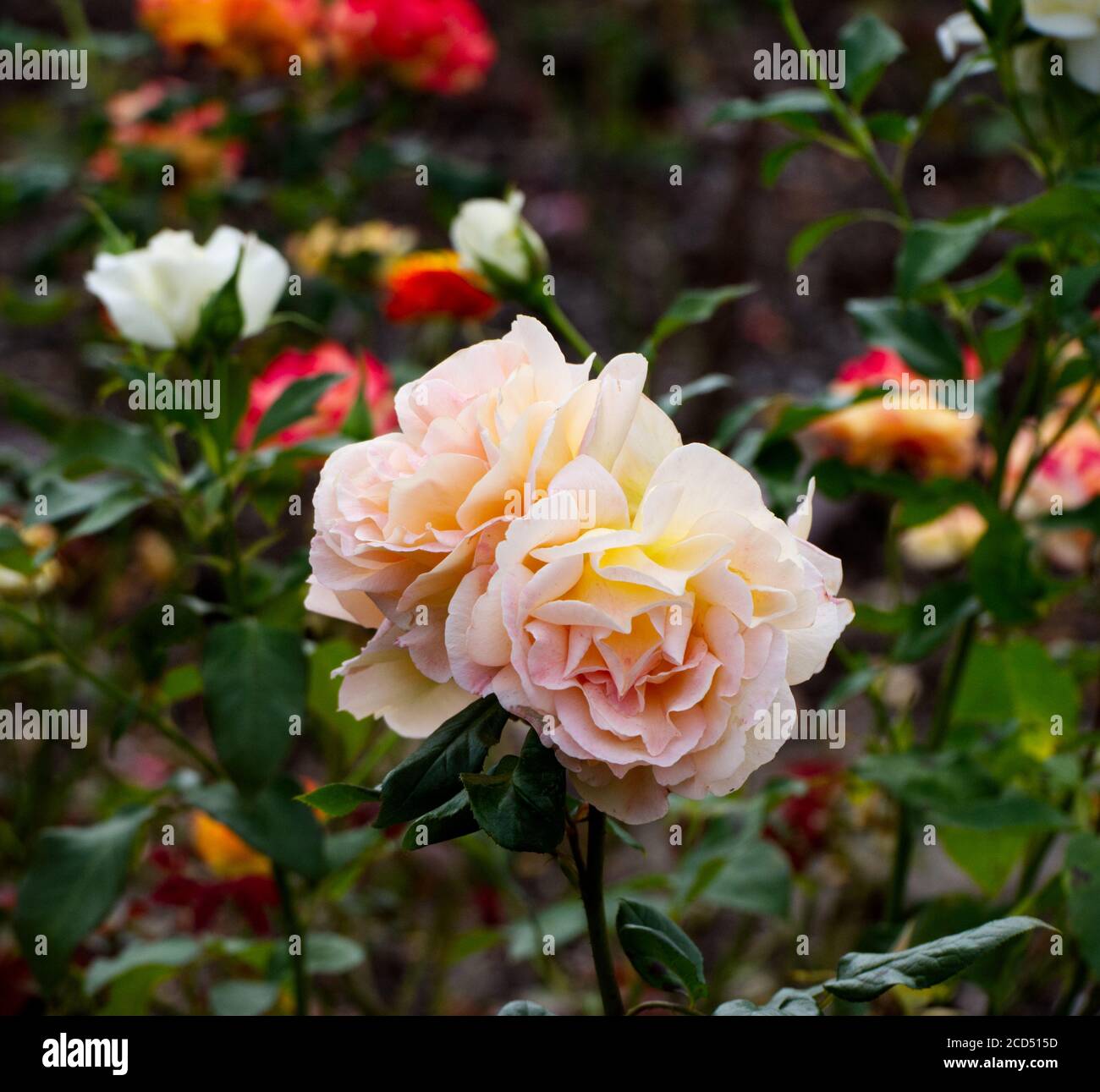 Rosa Hybrida, Roses, White and Peach Tea Roses. Bridal. Hoop Lane ...