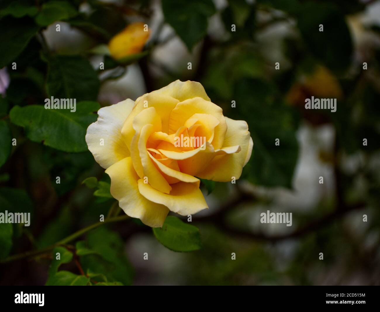 Yellow Tea Roses. Rosa Hybrida. Romantic Roses.Hoop Lane Crematorium ...