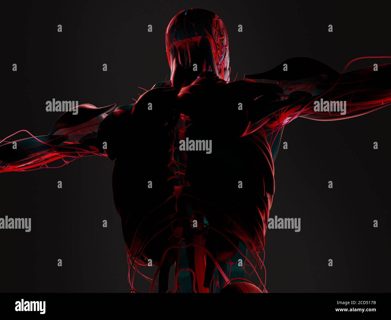 Human anatomy body concept art, 3d illustration Stock Photo - Alamy