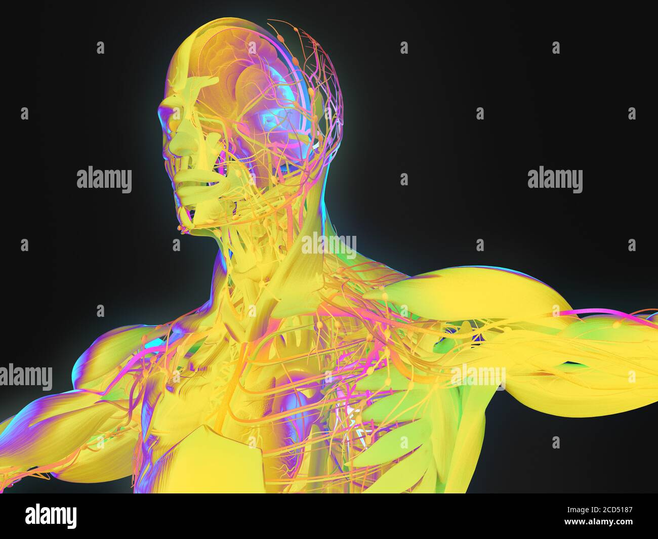 Human anatomy body concept art, 3d illustration Stock Photo - Alamy