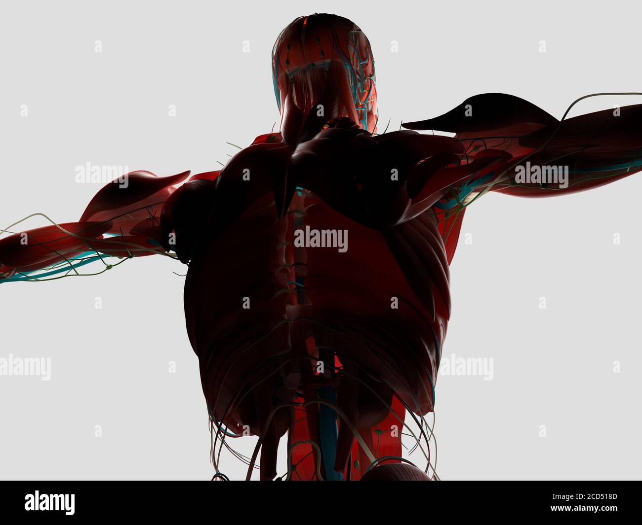 Human anatomy body concept art, 3d illustration Stock Photo - Alamy