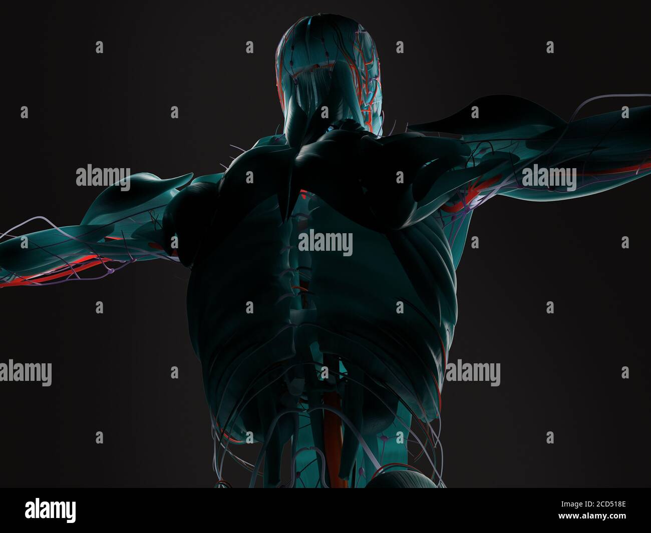 Human anatomy body concept art, 3d illustration Stock Photo - Alamy