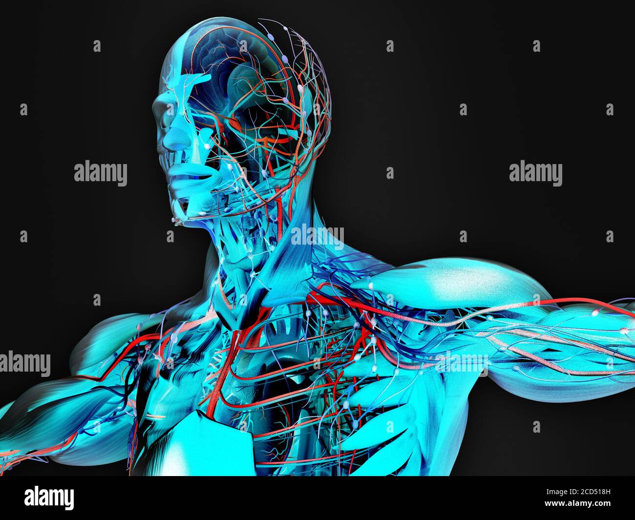 Human anatomy body concept art, 3d illustration Stock Photo - Alamy