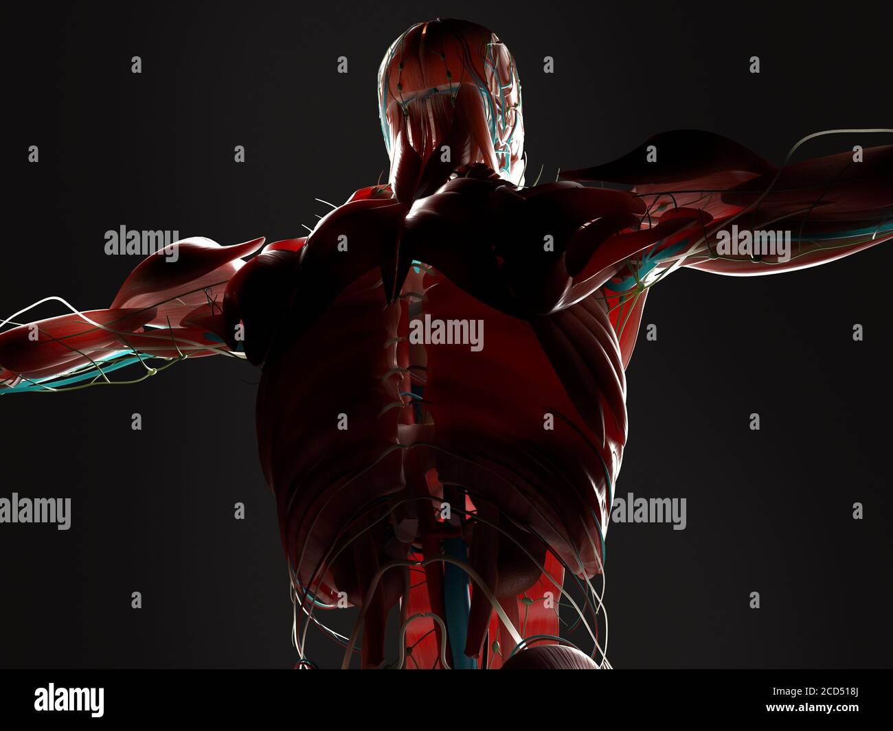 Human anatomy body concept art, 3d illustration Stock Photo - Alamy