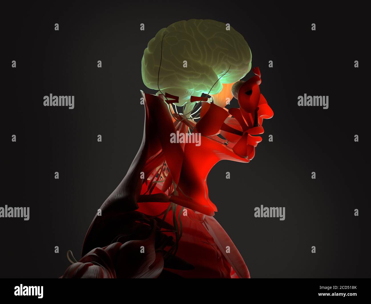 Anatomy illustration of the human brain, concept 3d illustration Stock ...