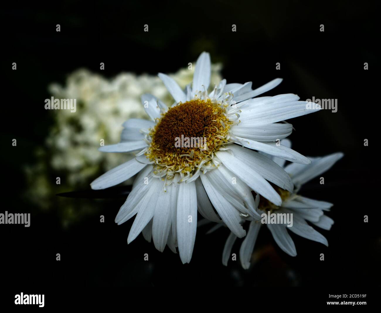 Daisy keith hi-res stock photography and images - Alamy