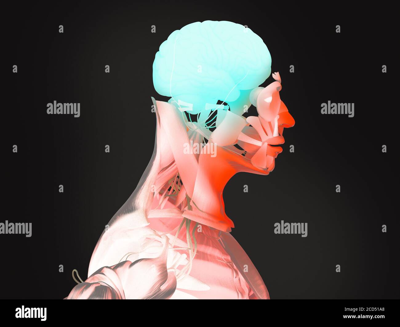 Anatomy illustration of the human brain, concept 3d illustration Stock ...
