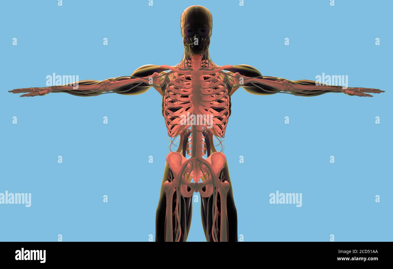 Human anatomy concept art, 3d illustration Stock Photo - Alamy