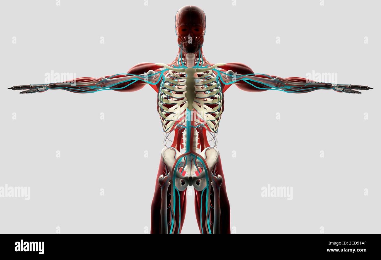 Human anatomy concept art, 3d illustration Stock Photo - Alamy