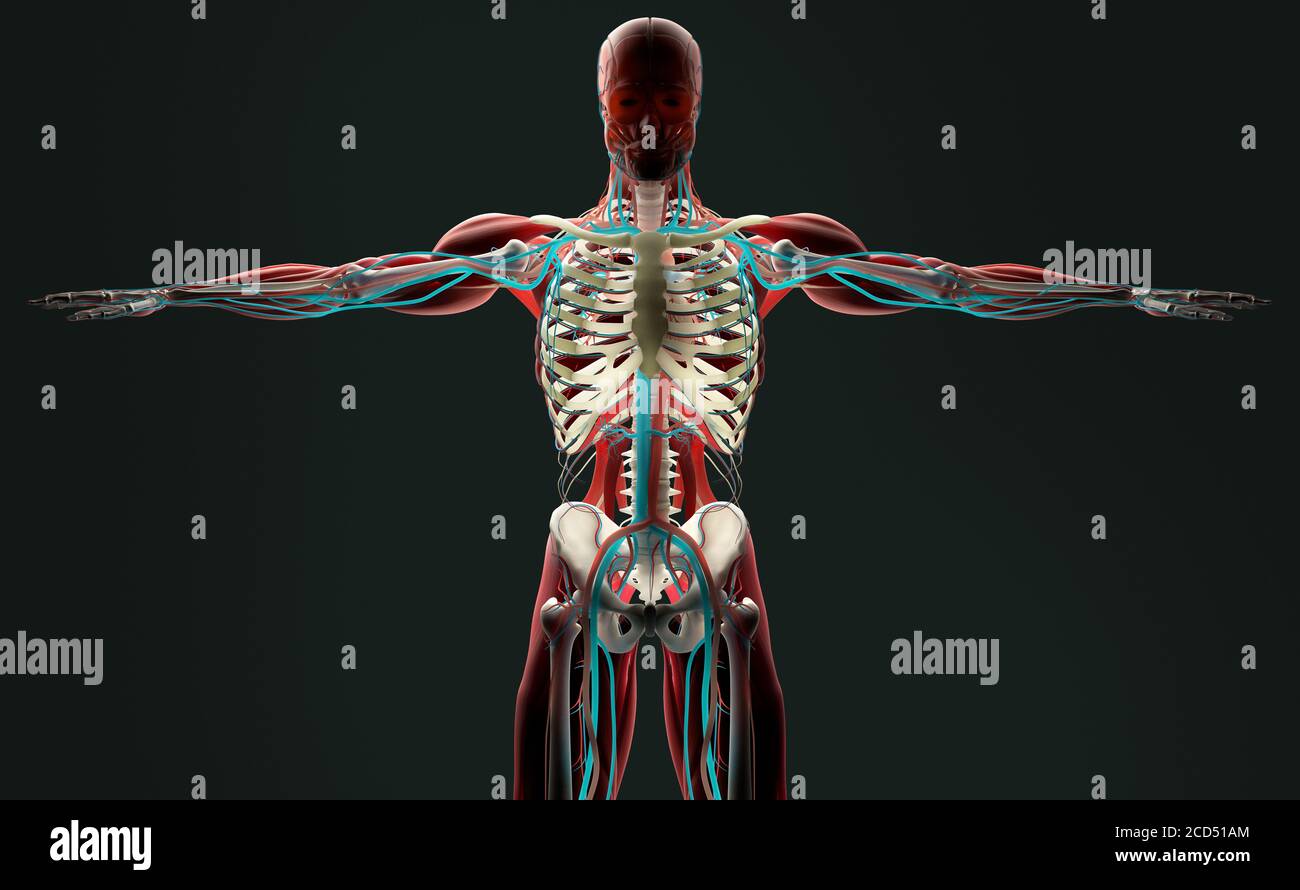 Human anatomy concept art, 3d illustration Stock Photo - Alamy