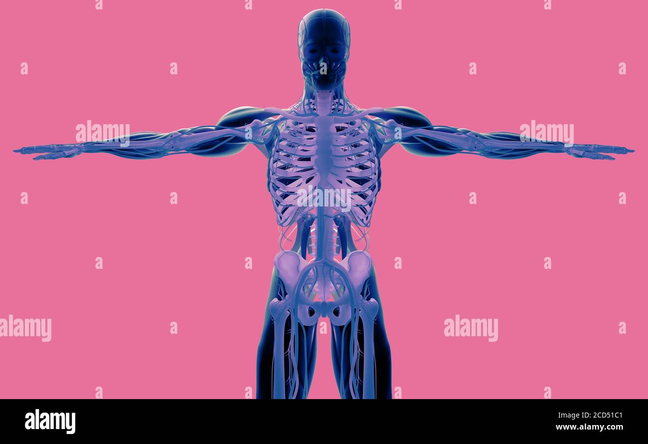 Human anatomy concept art, 3d illustration Stock Photo - Alamy