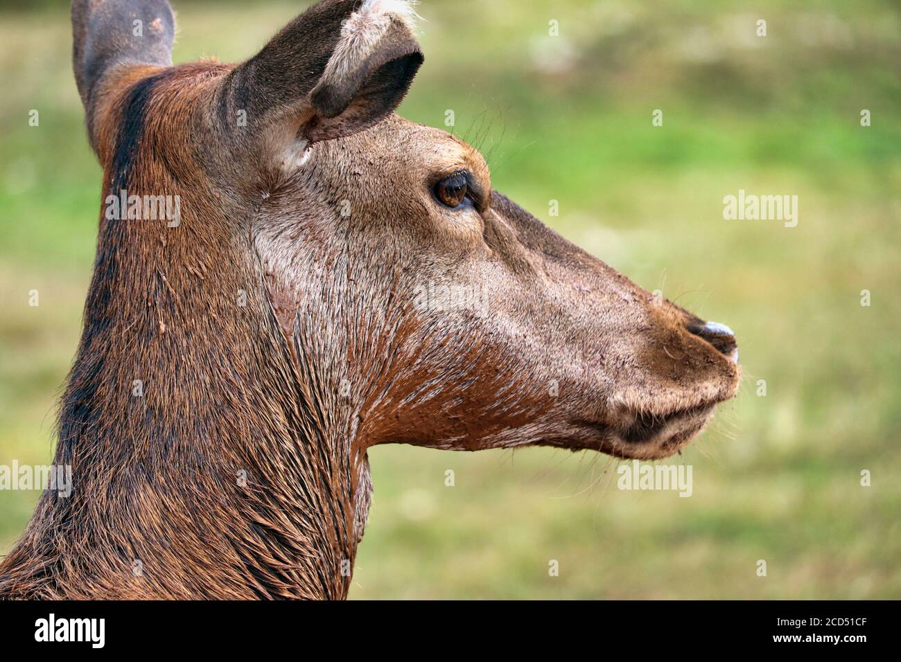 Deers Ears High Resolution Stock Photography and Images - Alamy