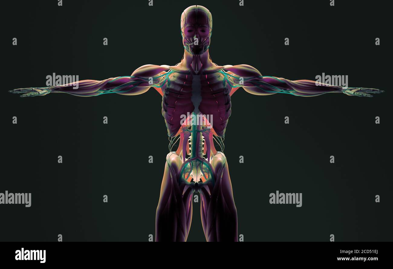 Human anatomy concept art, 3d illustration Stock Photo - Alamy