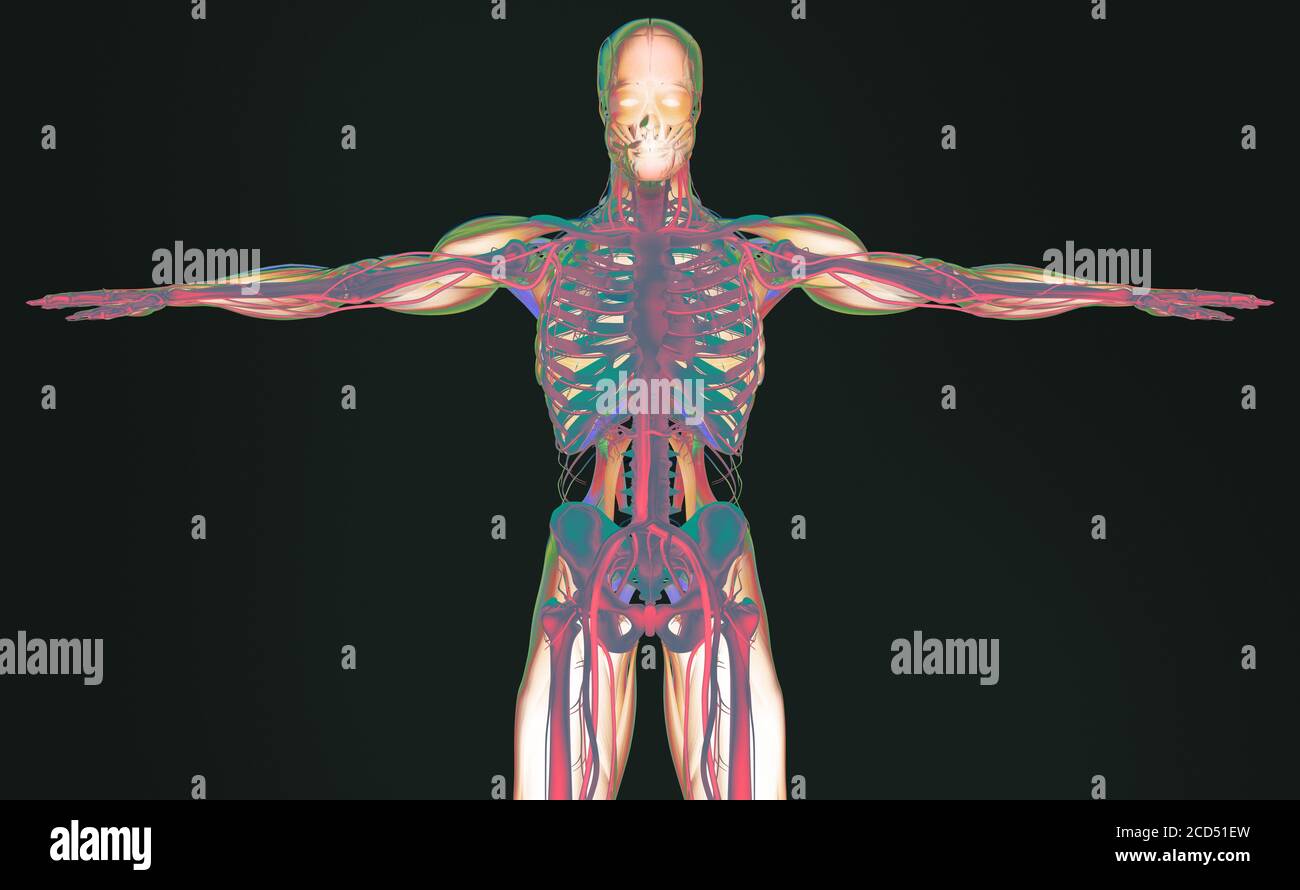 Human anatomy concept art, 3d illustration Stock Photo - Alamy
