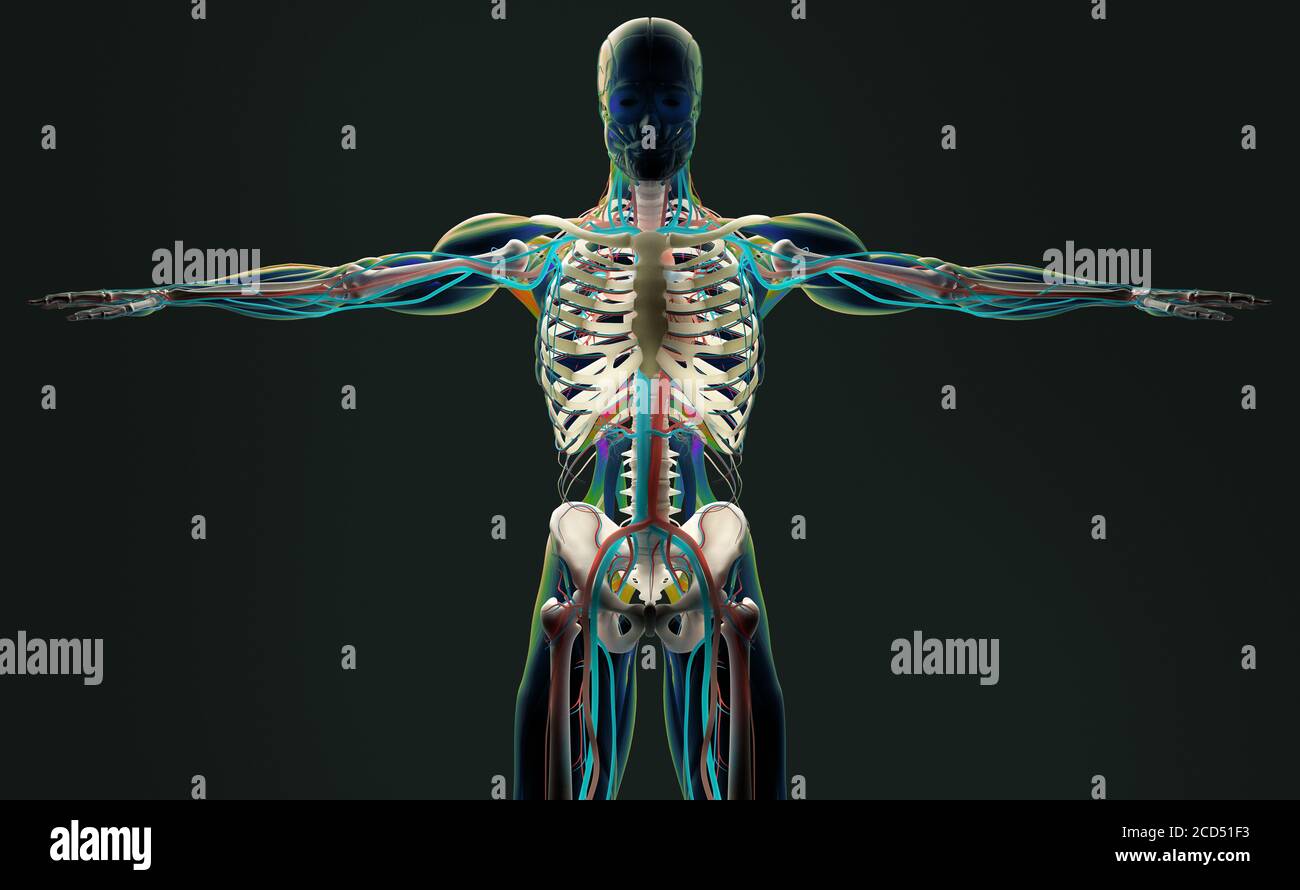 Human anatomy concept art, 3d illustration Stock Photo - Alamy
