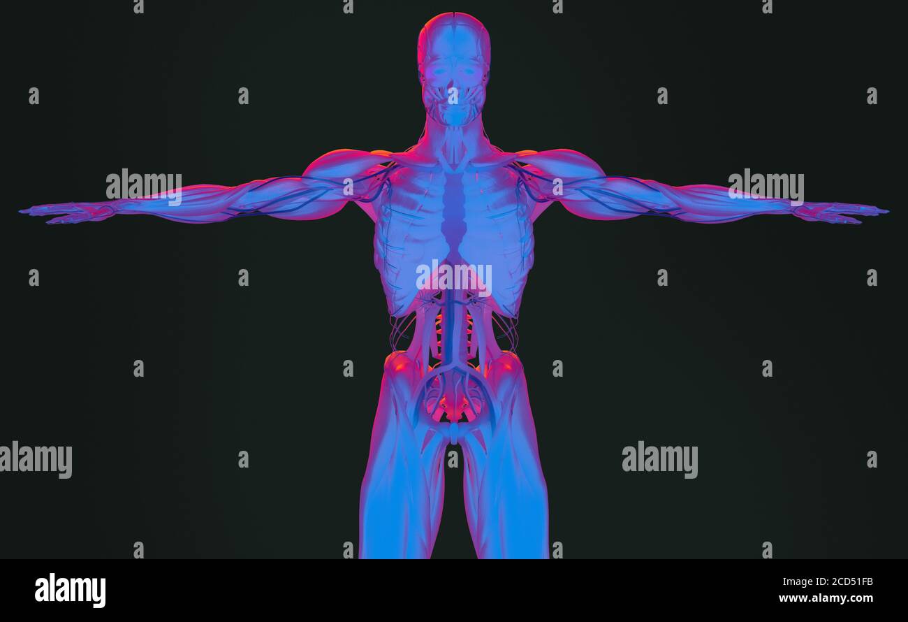 Human anatomy concept art, 3d illustration Stock Photo - Alamy