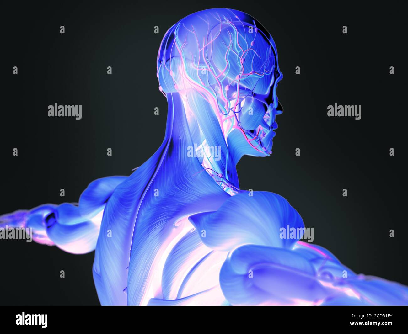 Human anatomy showing face, head, shoulders and back muscular system ...