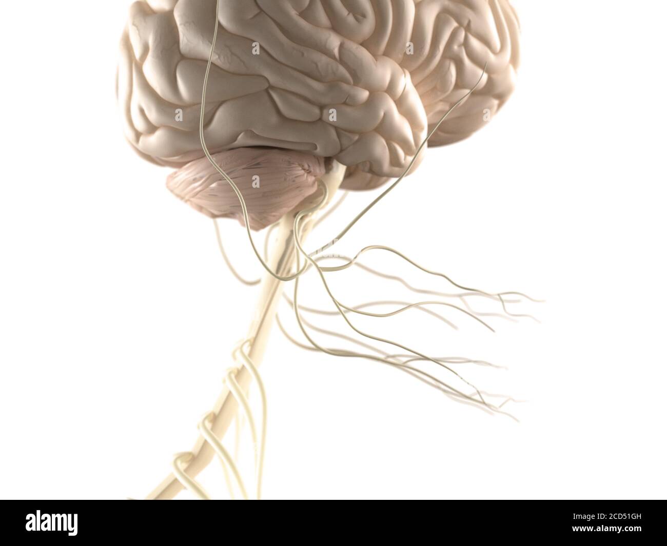 Anatomy of the human brain and nervous system Stock Photo - Alamy