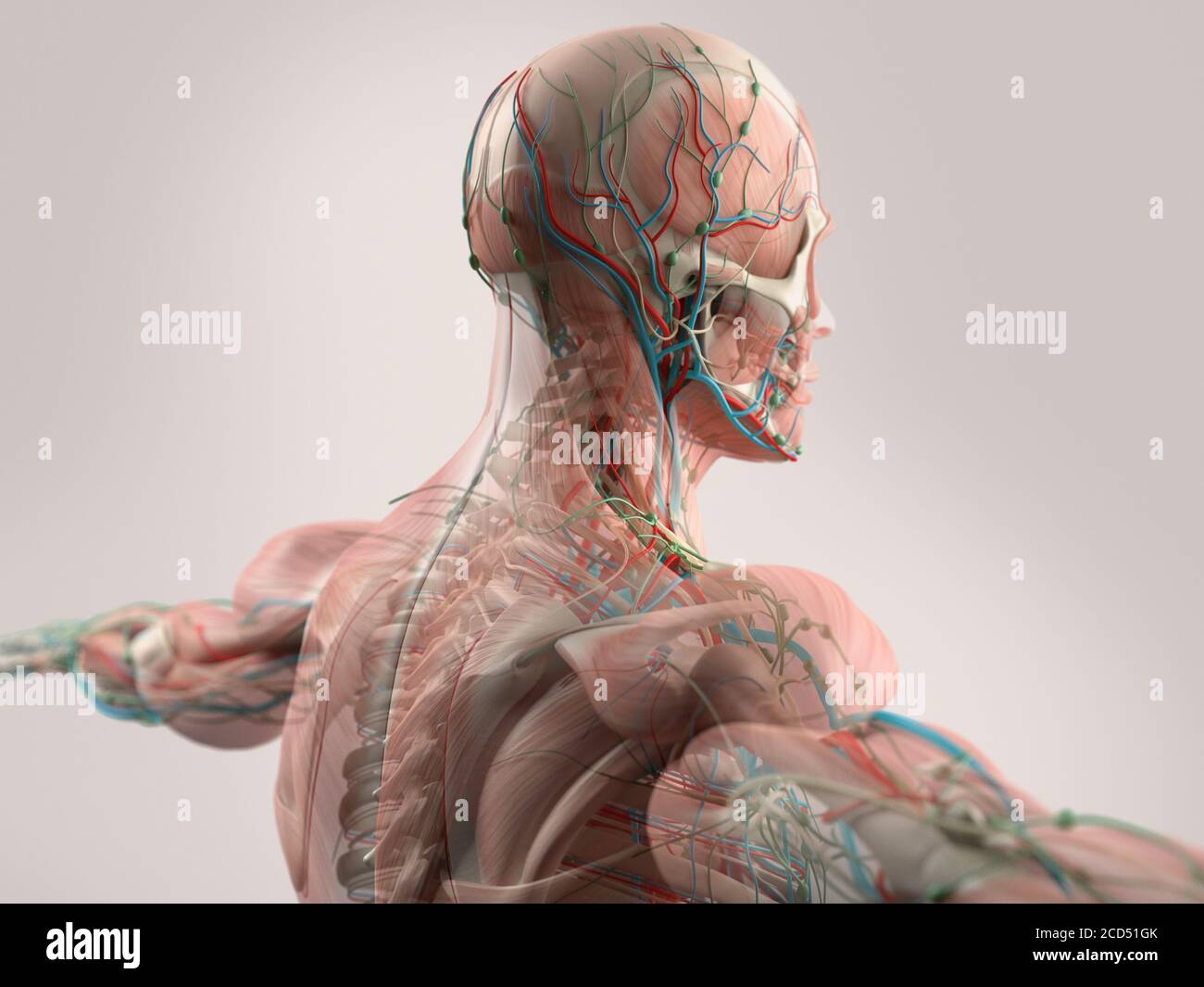 Human anatomy showing face, head, shoulders and back muscular system ...
