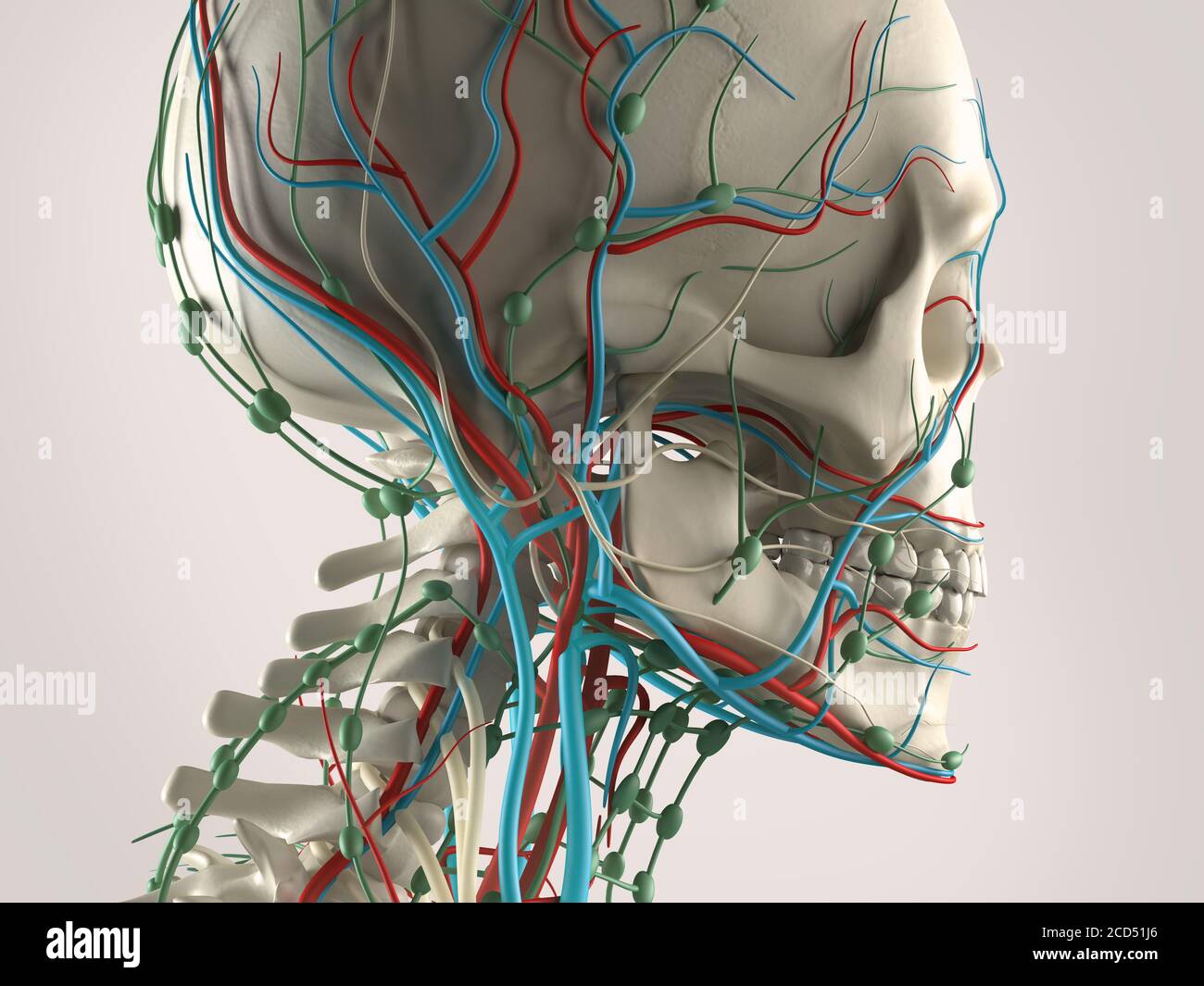 Anatomy illustration of human skull, head with skeleton and vascular ...