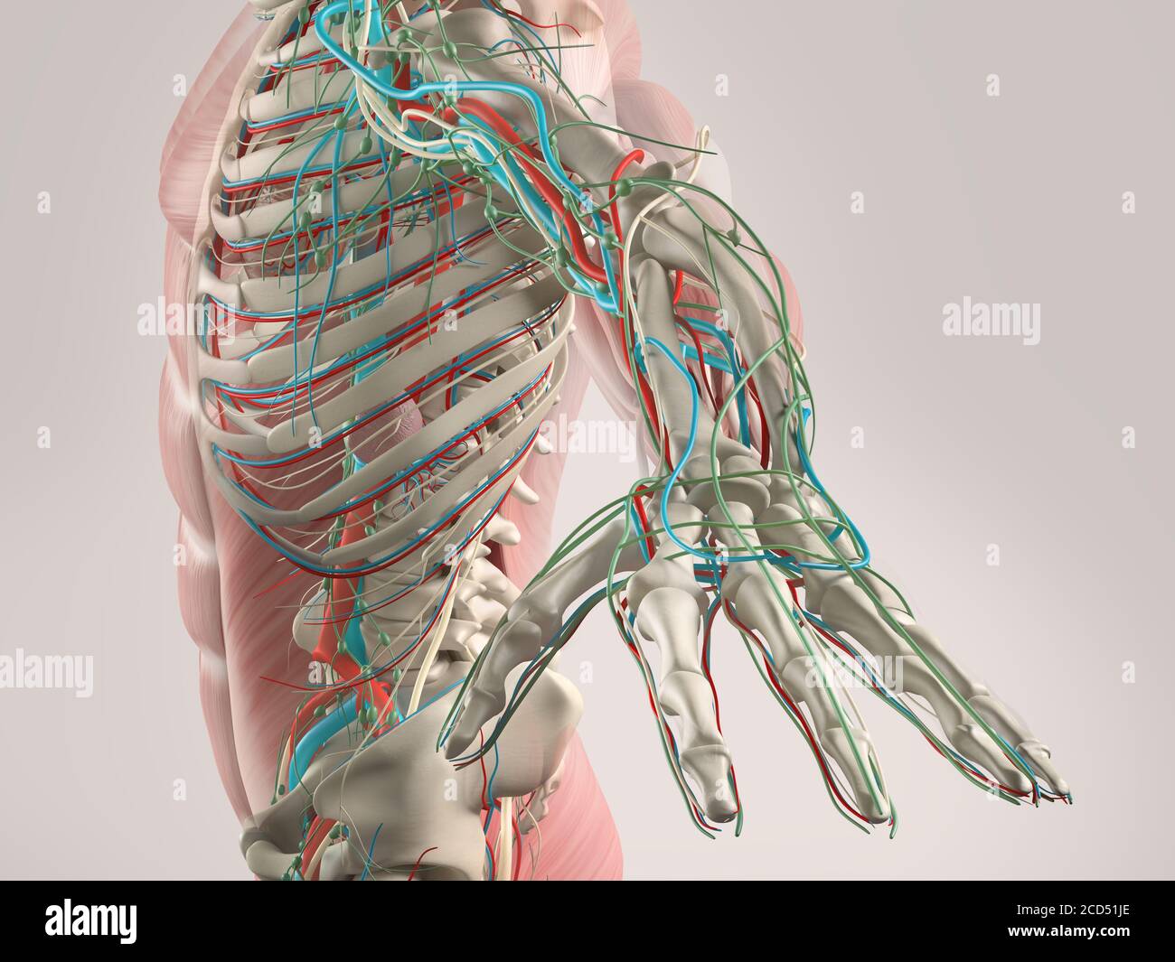 Human anatomy view of hand, arm and torso, showing muscular system ...