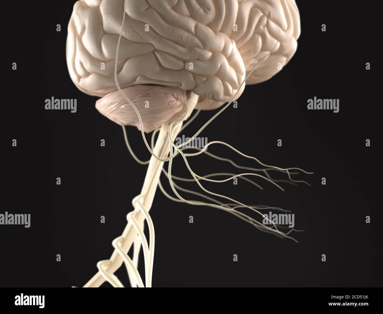 Anatomy of the human brain and nervous system Stock Photo - Alamy