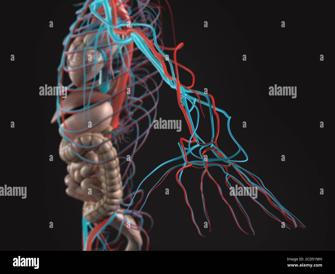Human anatomy side view of abdomen, organs, arteries, arm and hand on ...