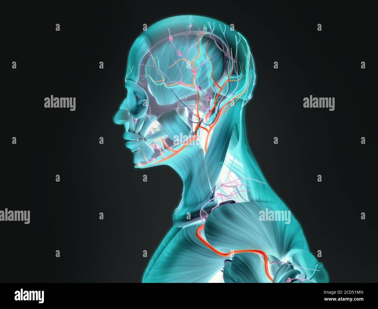 Human anatomy body, side view of muscular and vascular system Stock ...