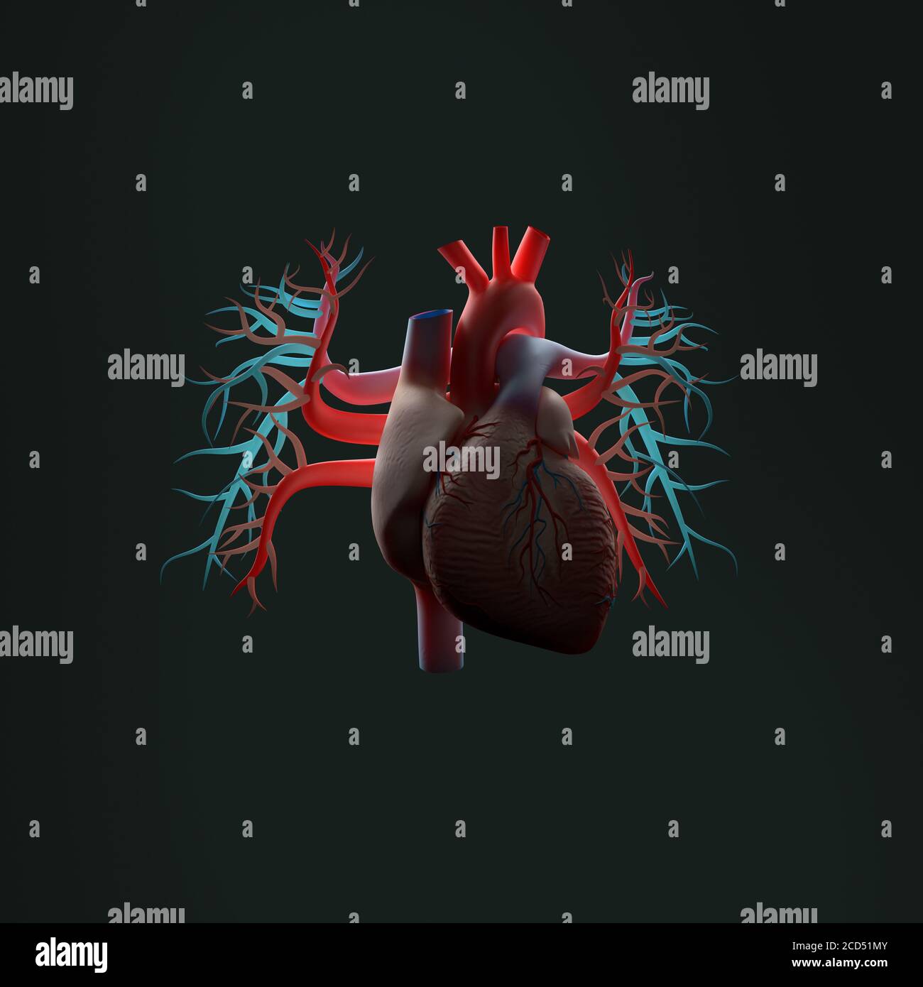Anatomy illustration of human heart isolated Stock Photo - Alamy