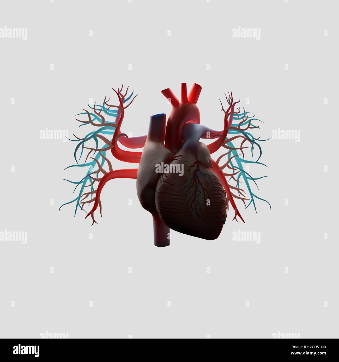 Anatomy illustration of human heart isolated Stock Photo - Alamy