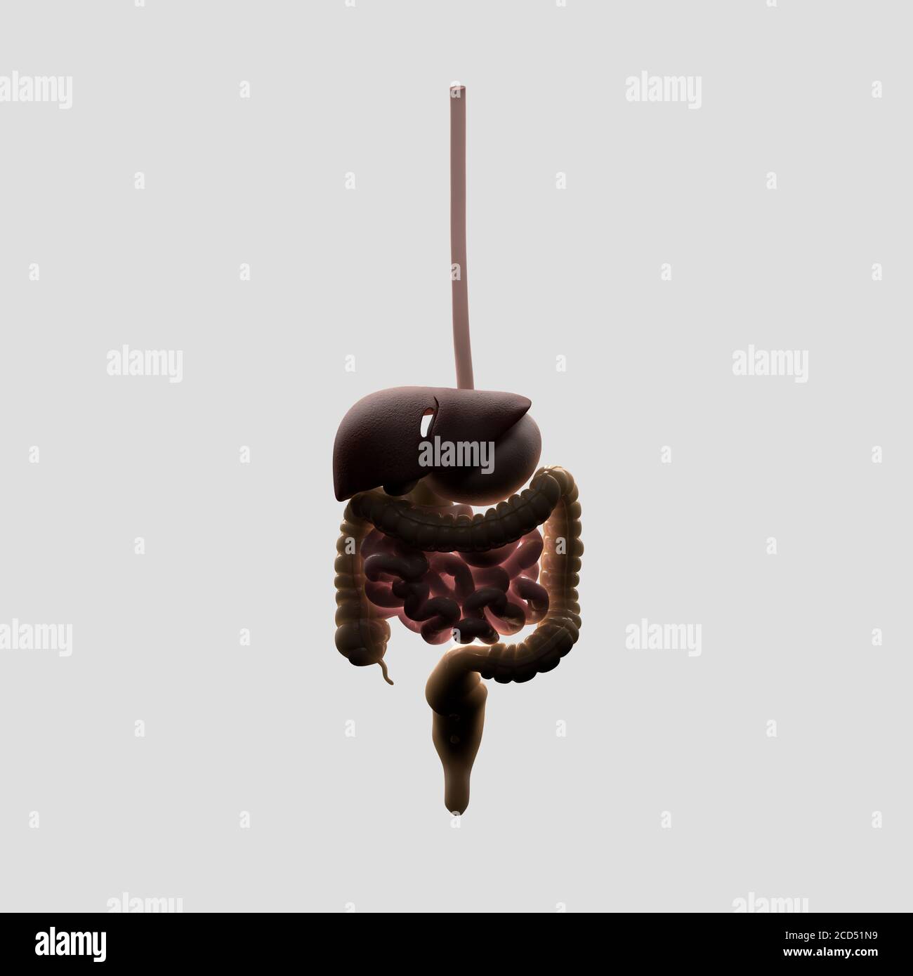 Anatomy illustration of digestive system, stomach, colon, intestines ...