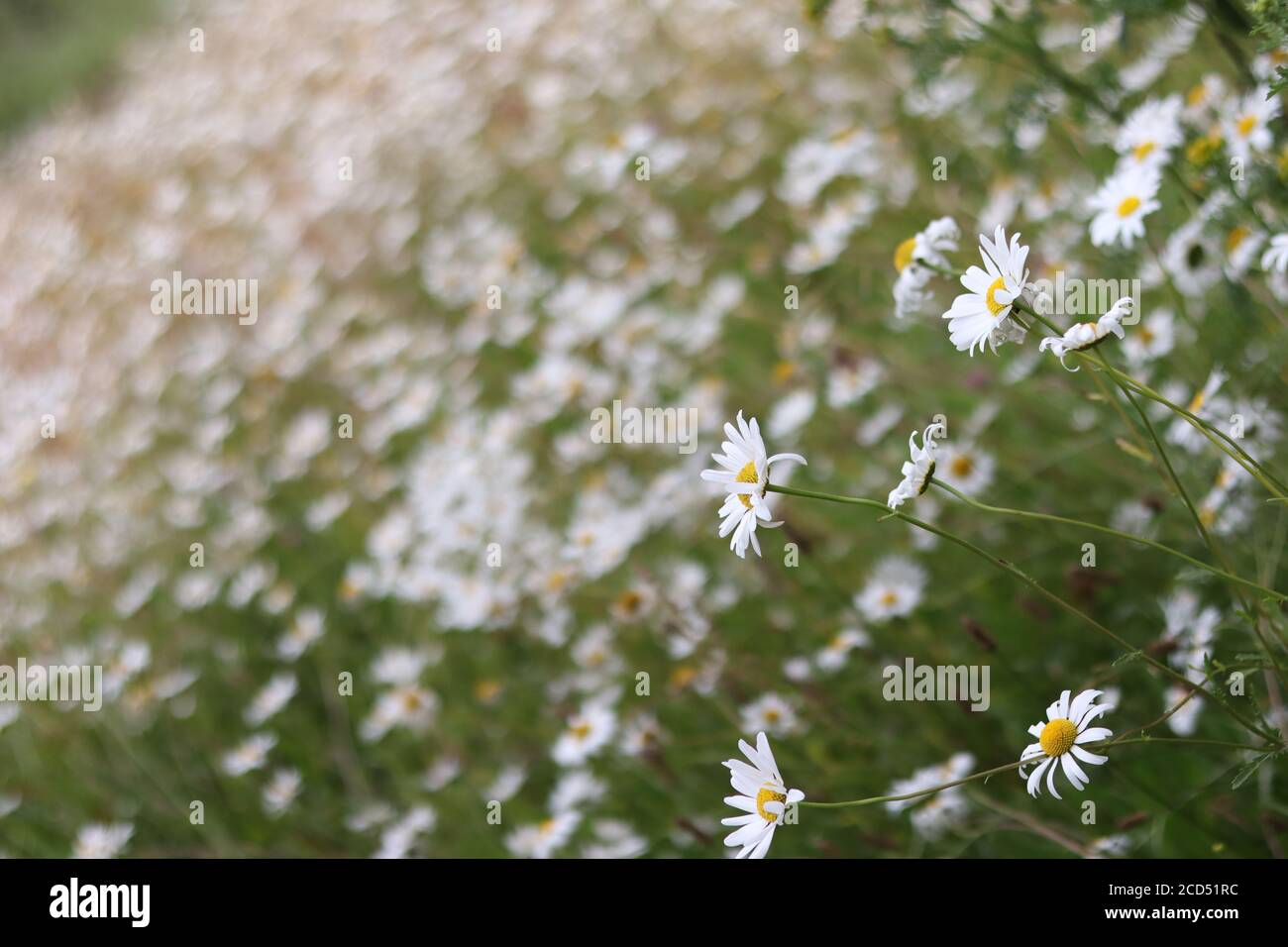 Irish daisy wildflower field green grass ireland Stock Photo - Alamy