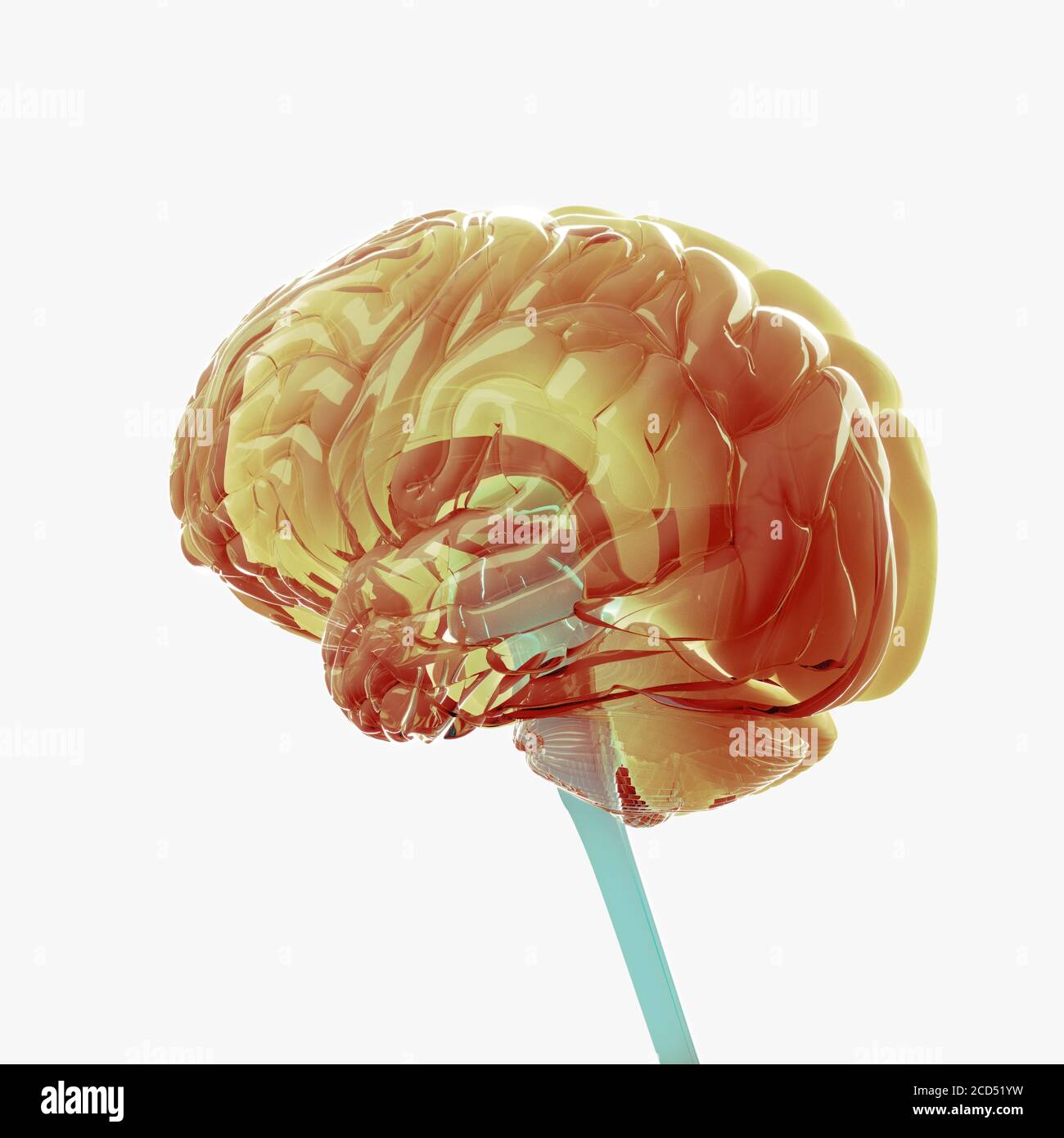 Anatomy illustration of the human brain, concept 3d illustration Stock ...
