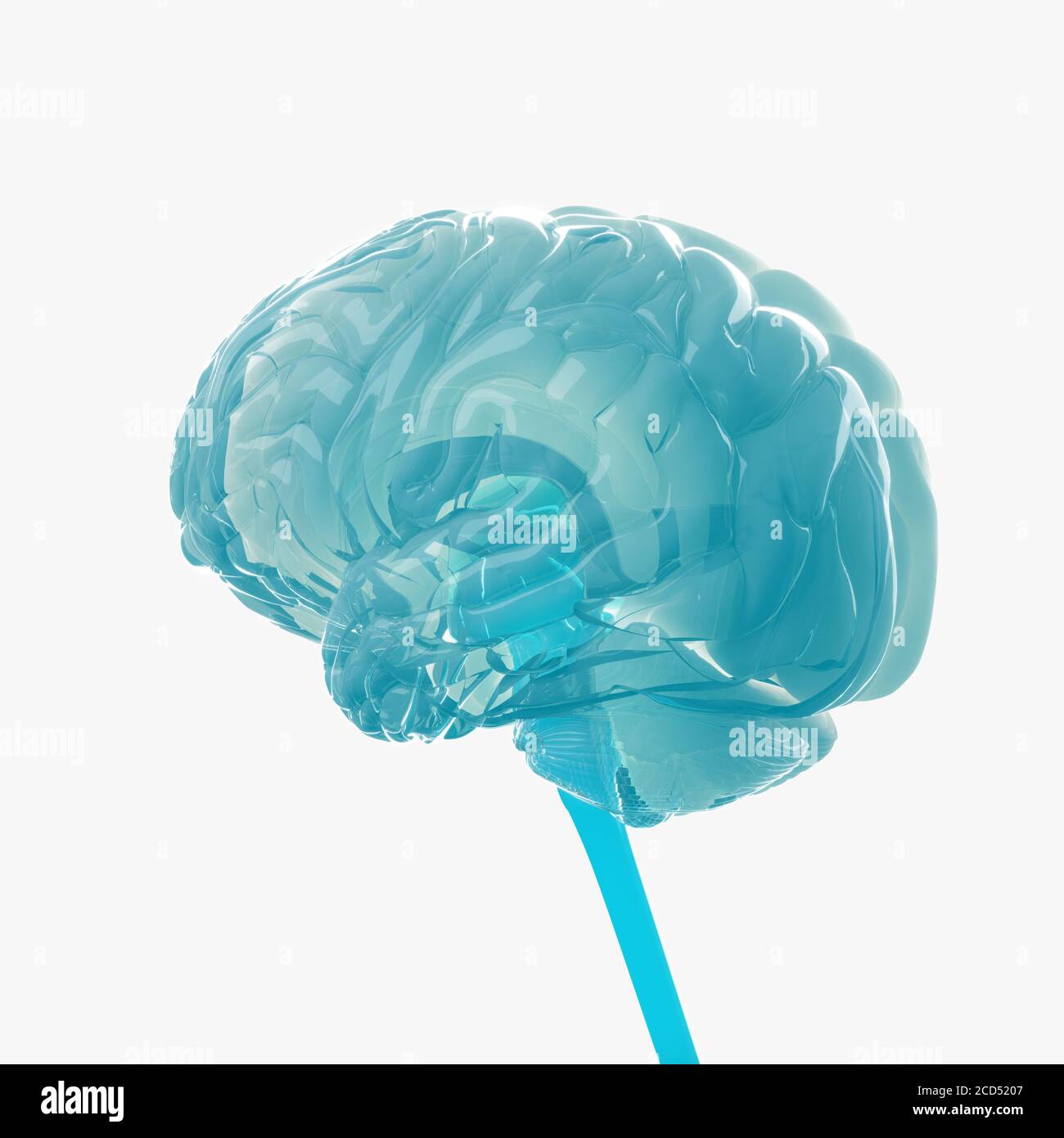 Anatomy illustration of the human brain, concept 3d illustration Stock ...